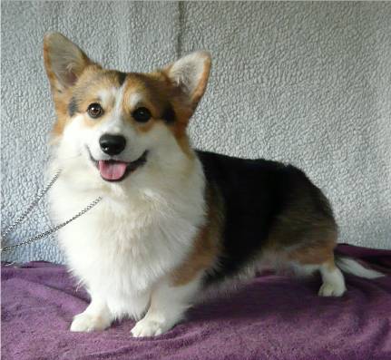 Balletcor Silver Spirit Ir Jun Champion – Pembroke Corgis by Balletcor
