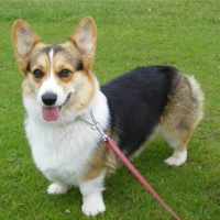EIC Exercise Induced Collapse – Pembroke Corgis by Balletcor