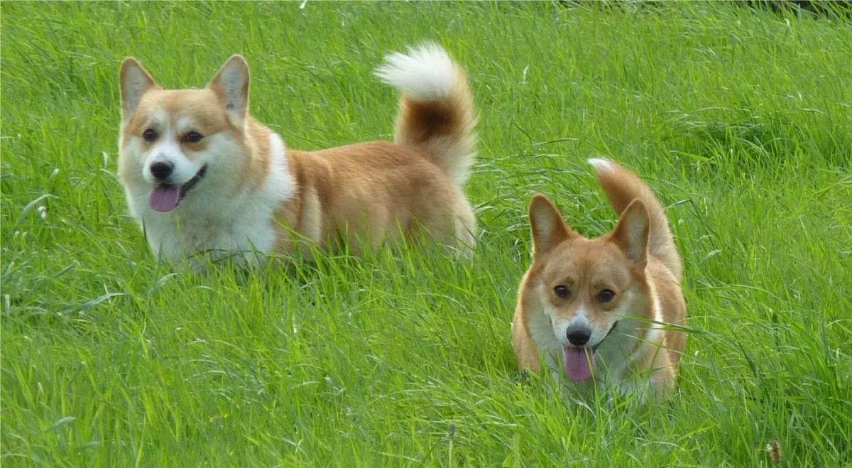 Pembroke Corgis by Balletcor