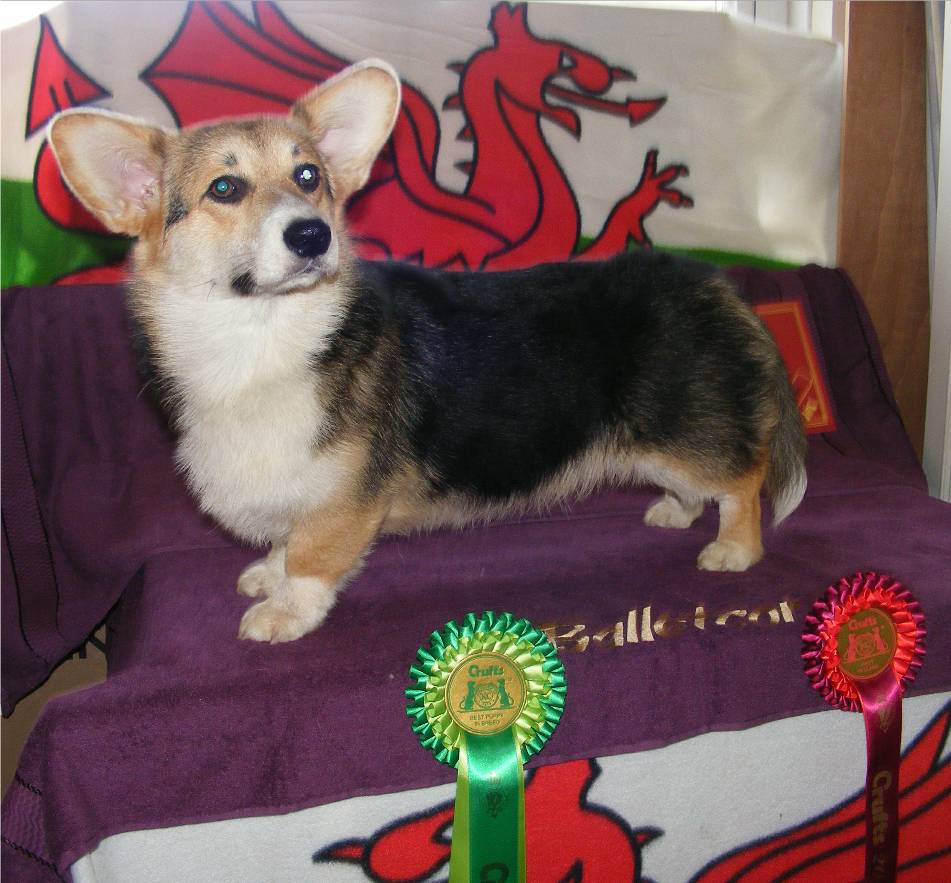 Irish Champion Balletcors Own Maiden to Arizona Ir Jun Ch – Pembroke ...