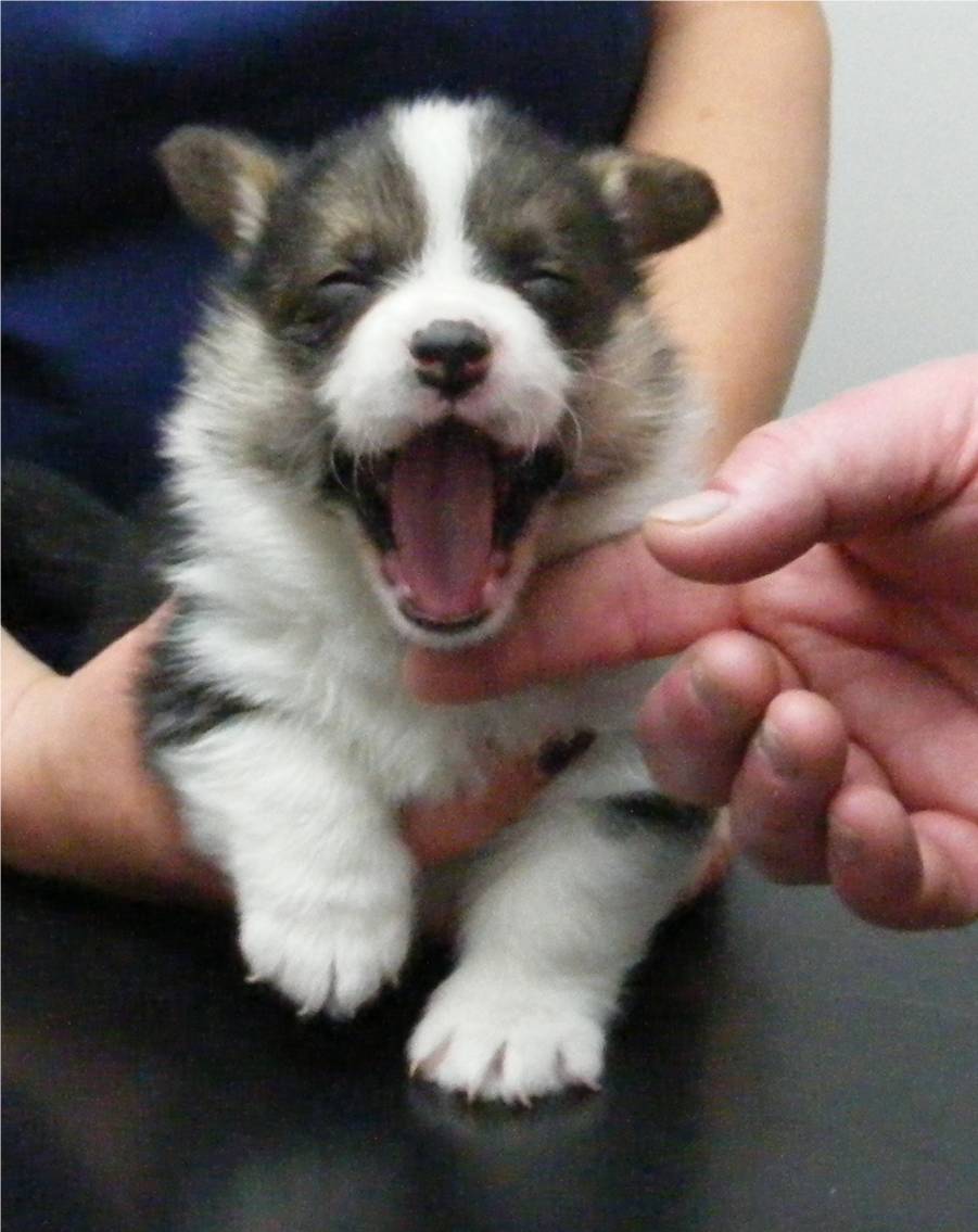 Links to health test at Gifu University – Pembroke Corgis by Balletcor