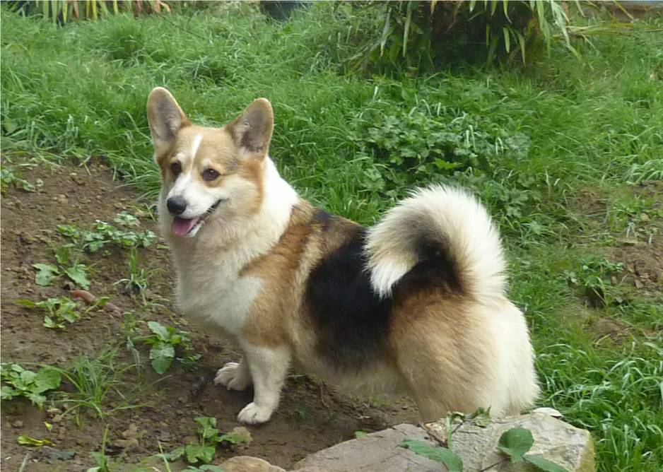 Irish Champion Balletcors Wonderous Collaboration Ir Jun Ch. – Pembroke ...