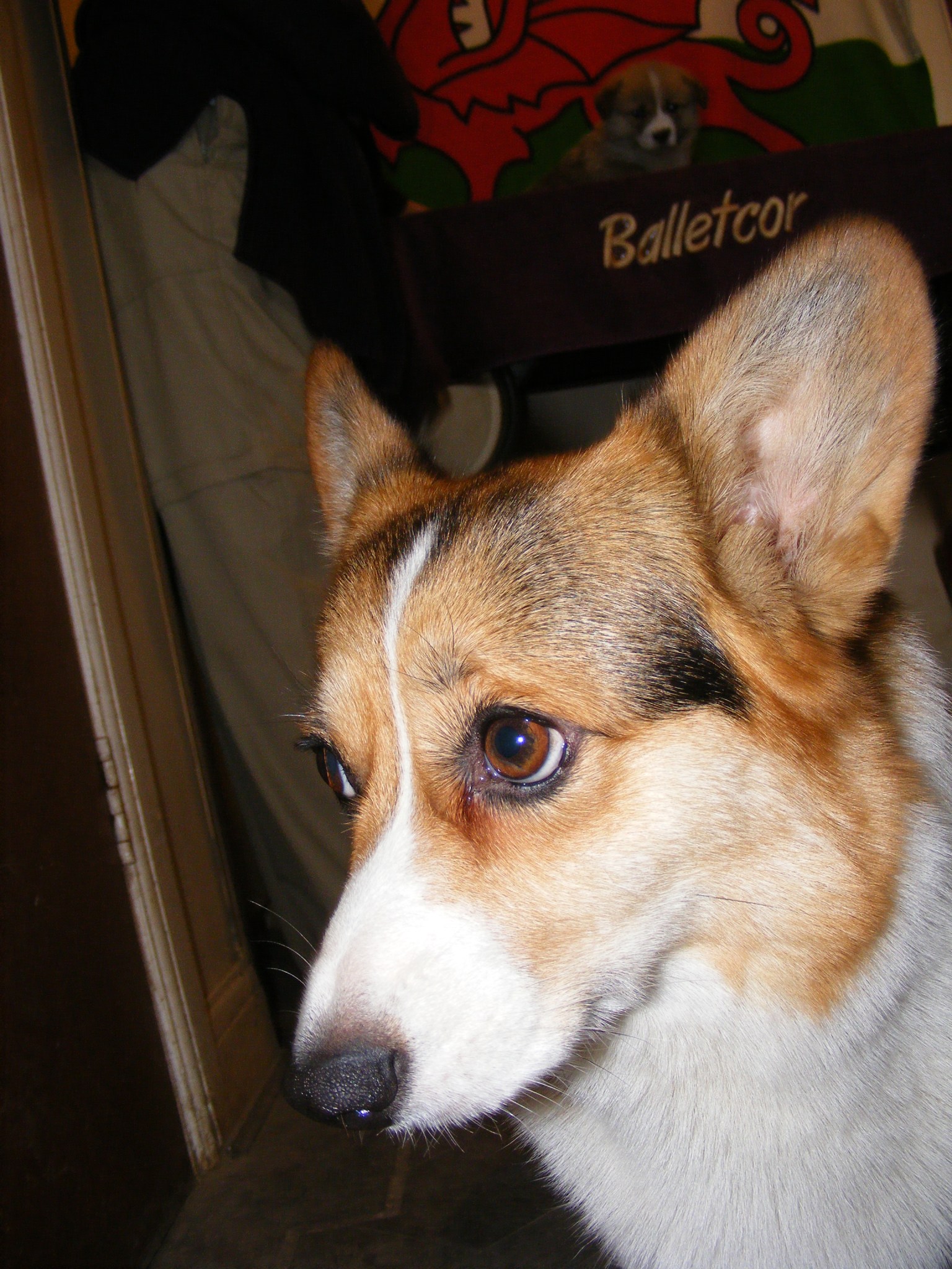 Are Dogs Colour Blind? – Pembroke Corgis by Balletcor