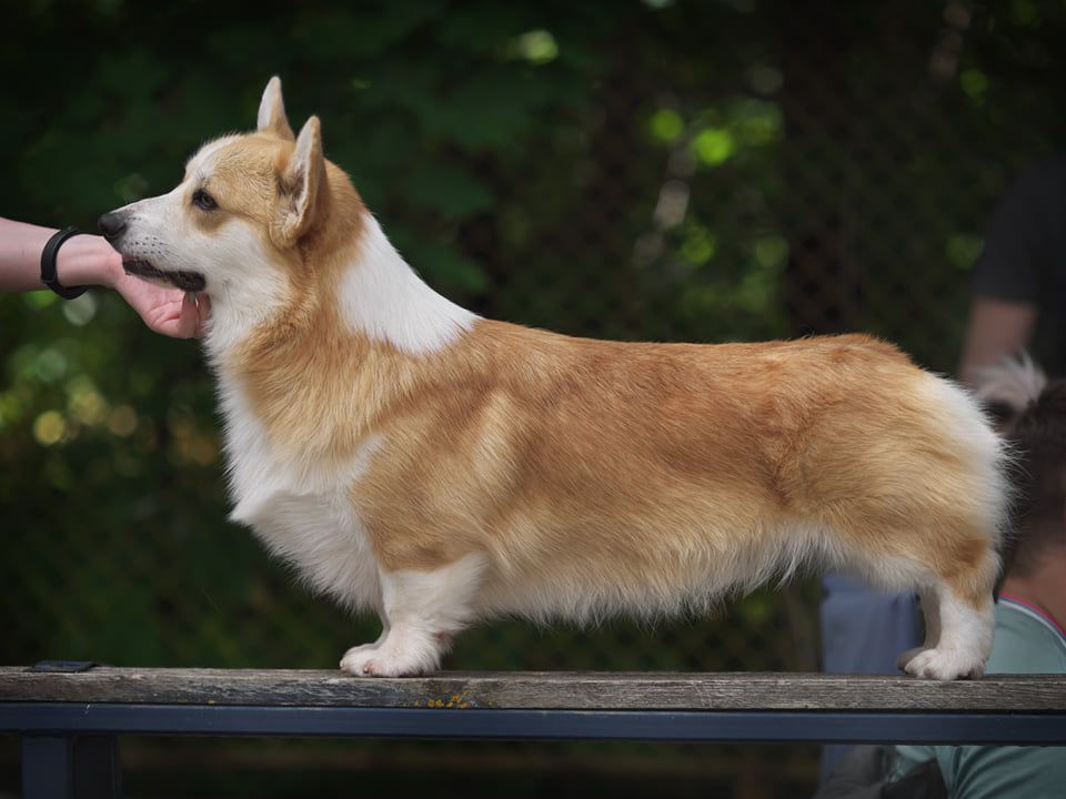 American Ch Triple H Clover Hill Lunar Vortex to Balletcor – Pembroke ...